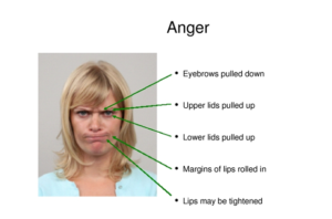 Seven Universal Facial Expressions of Emotion