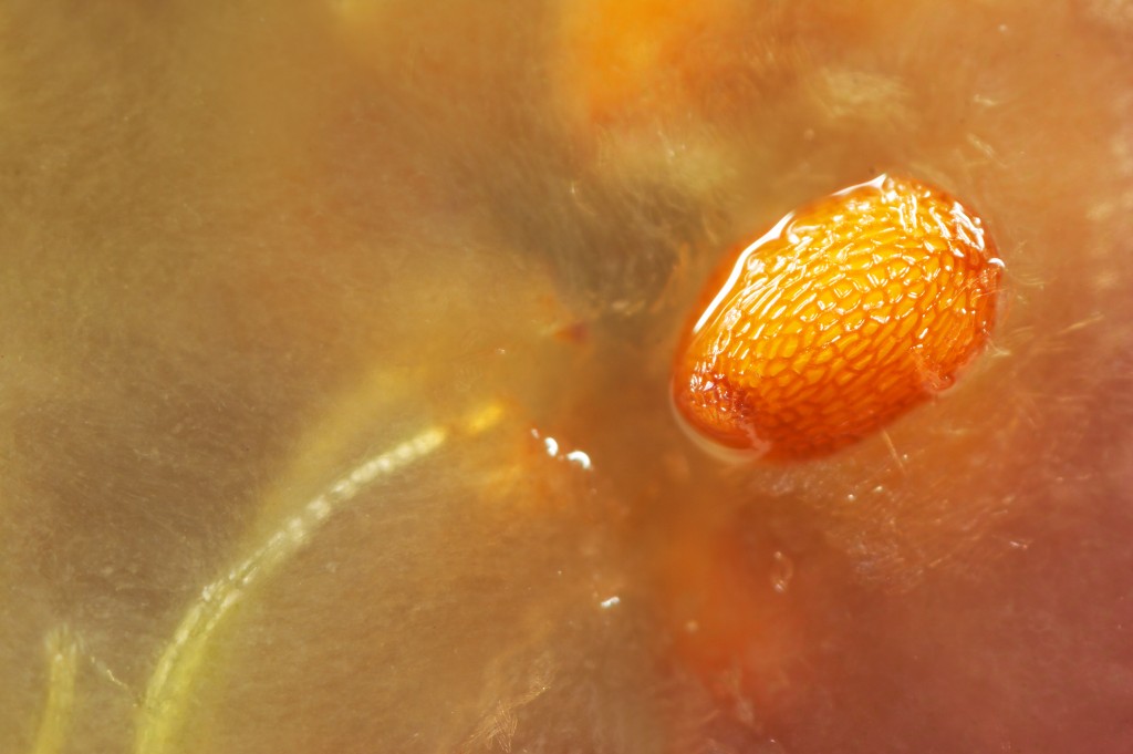 Pith embryo – Human’s Ancetors Are Fish – Humintell | Humintell