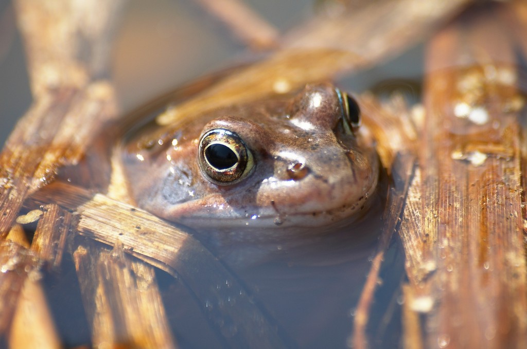 Frog Face- Frog Face: Never-Before-Seen Bioelectric Pattern – Humintell ...