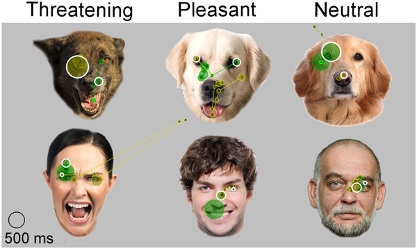 dog-facial-expressions | Humintell | Master the Art of Reading Body ...